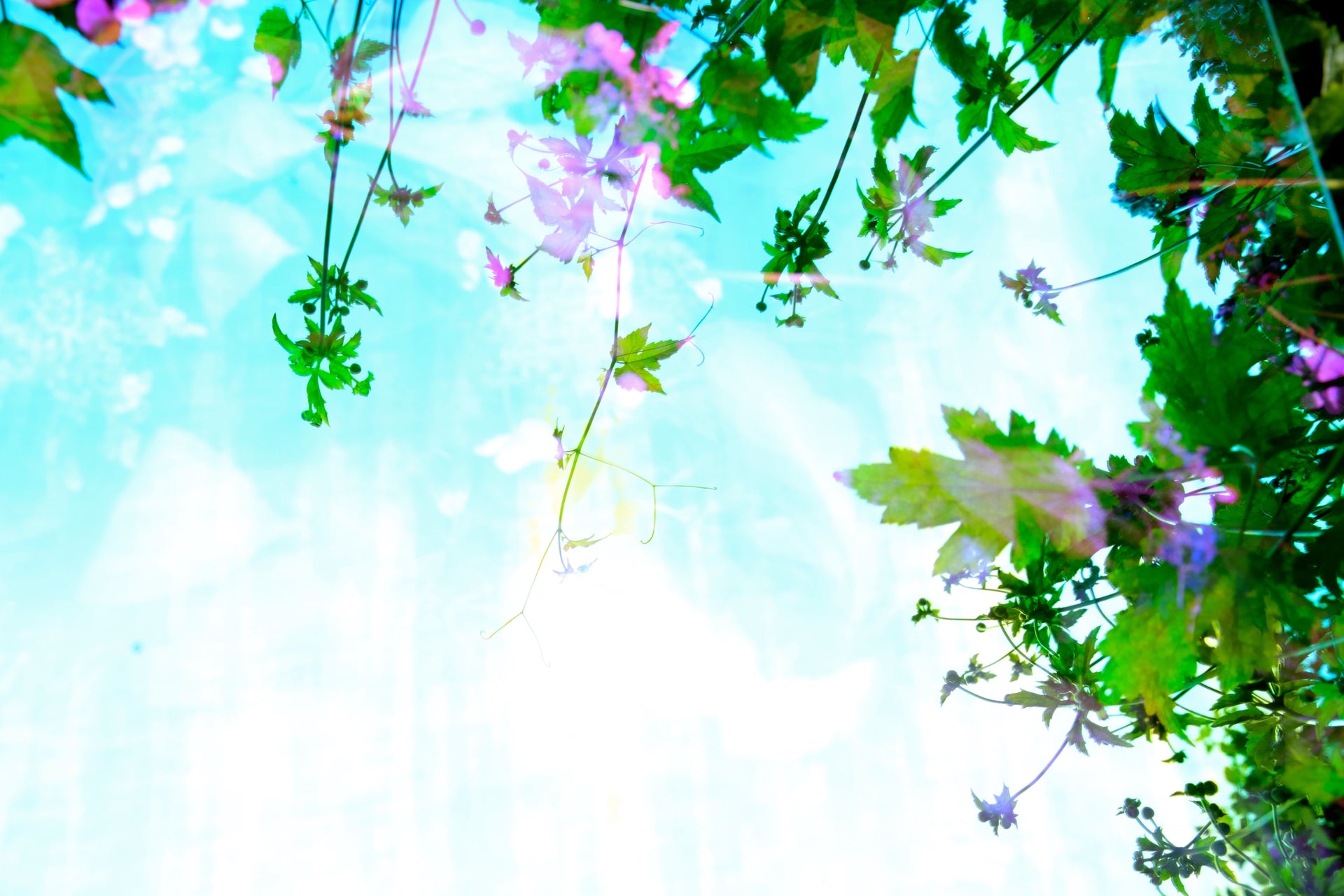 The Summer Project – Tierney Gearon